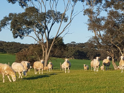 Welcome to Spring Creek Wiltipoll Stud - Spring Creek Wiltipoll Stud