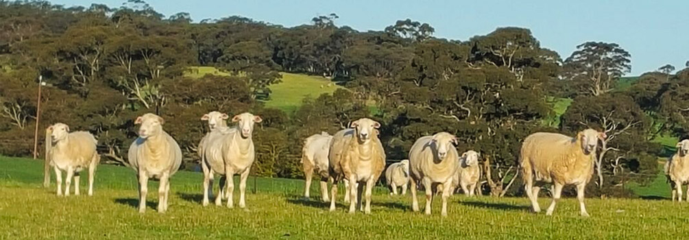 About Us - Spring Creek Wiltipoll Stud