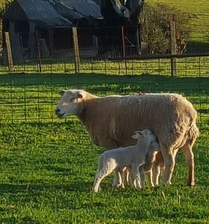 About Us - Spring Creek Wiltipoll Stud